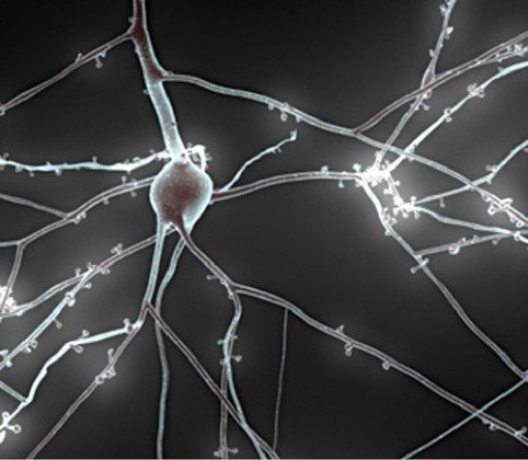 Blue Brain: World’s First Virtual Brain