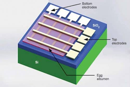 Egg-Based Electronics To Save The Environment