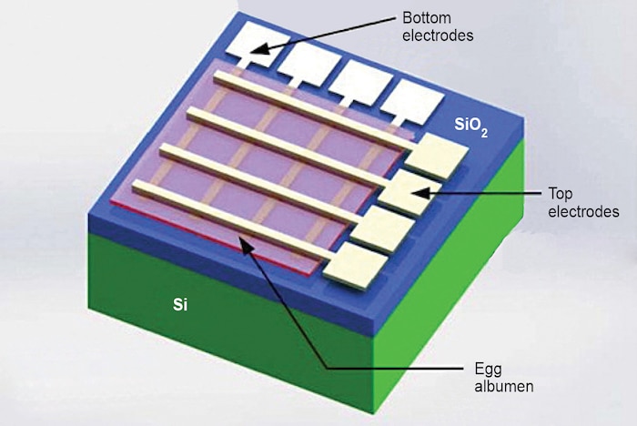 Egg-Based Electronics To Save The Environment - Electronics For You ...