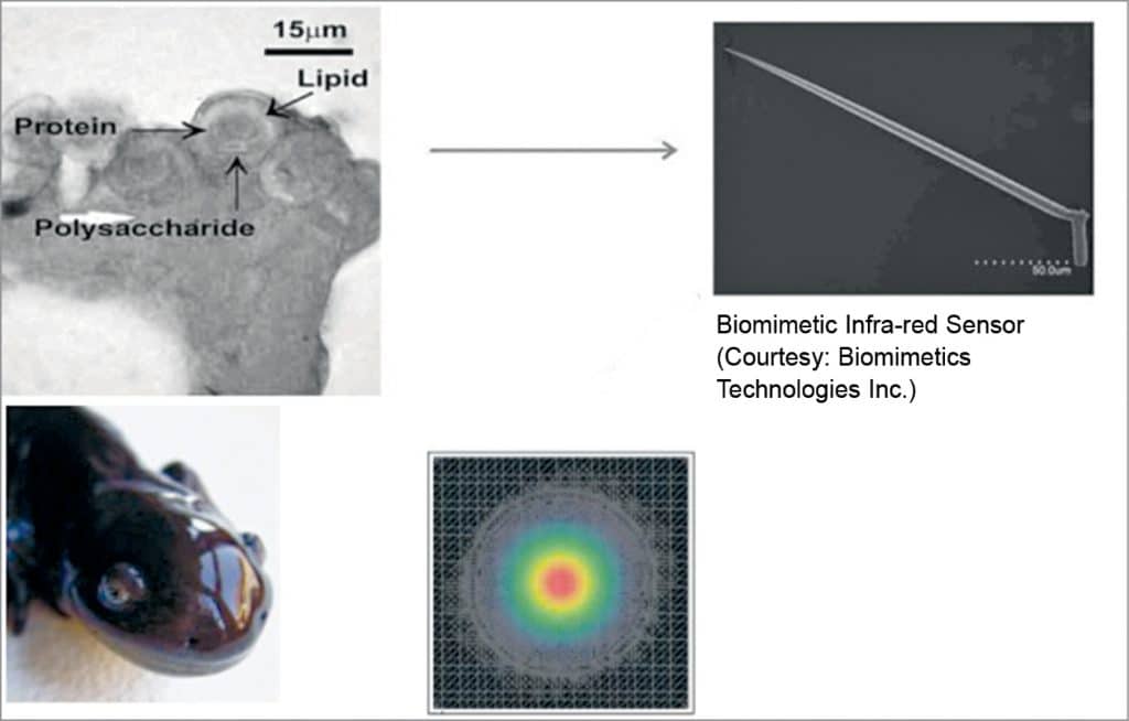 How Nature’s Language Is Being Translated In Biomimetic Technology