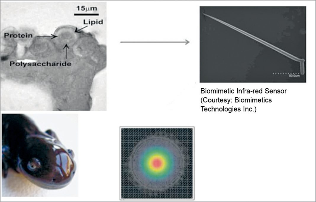How Nature’s Language Is Being Translated In Biomimetic Technology