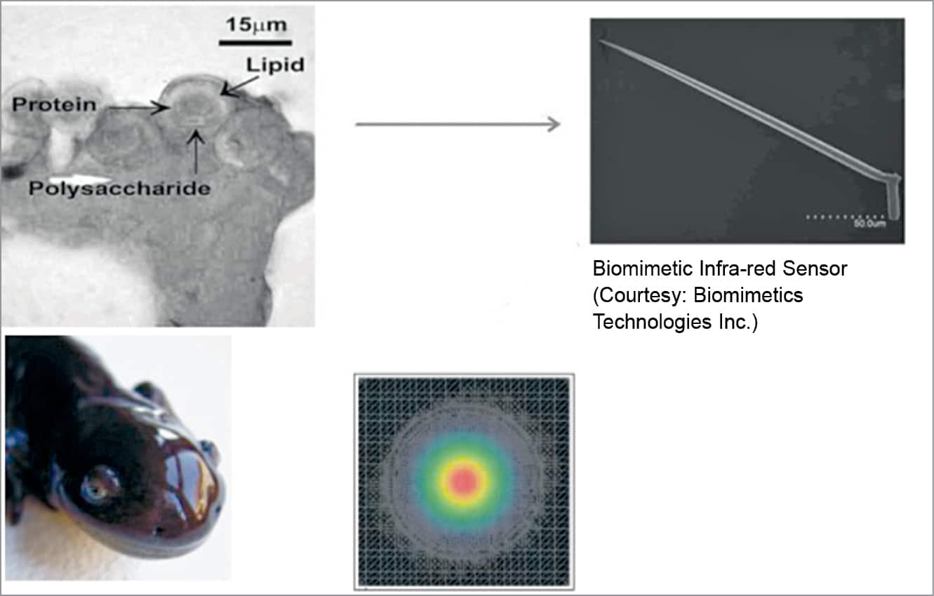 How Nature’s Language Is Being Translated In Biomimetic Technology