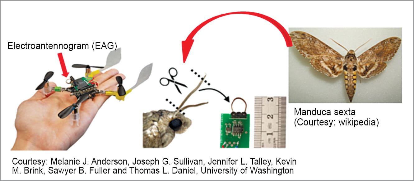 How Nature’s Language Is Being Translated In Biomimetic Technology