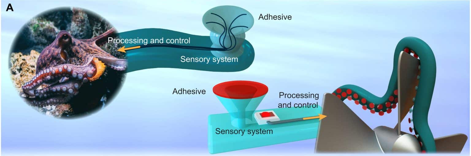 Researchers Develop Octopus-Inspired Gloves