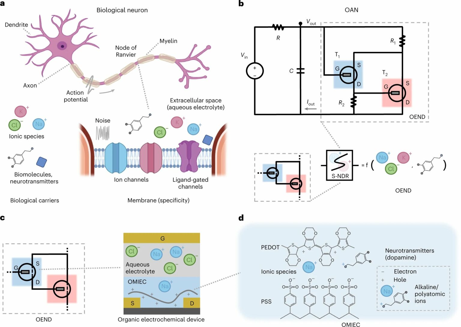 Artificial Neurons Facilitate Communication Between Biology And ...