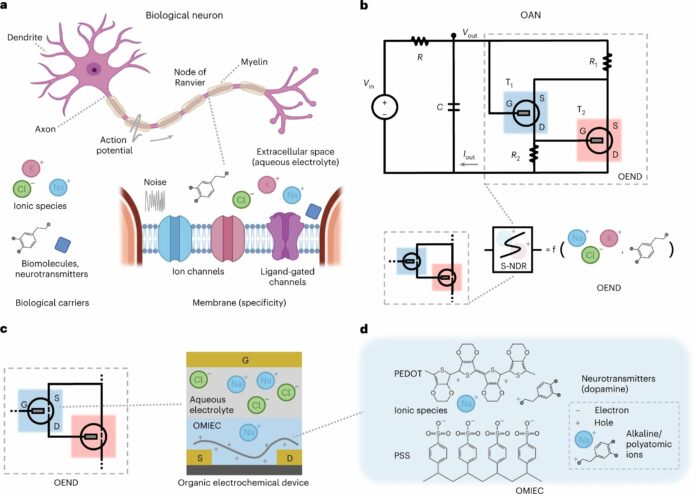Artificial Neurons Facilitate Communication Between Biology And ...