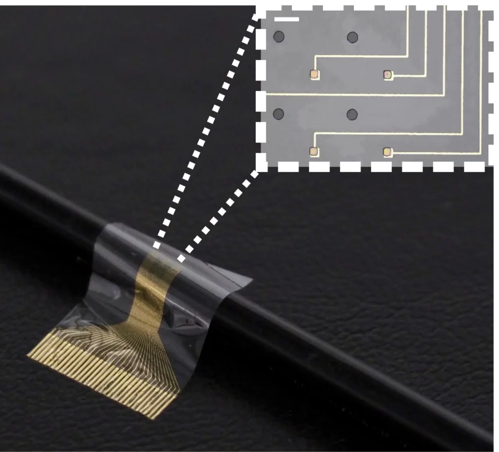 Bio-Hybrid Neural Implant To Restore Paralyzed Limb Function