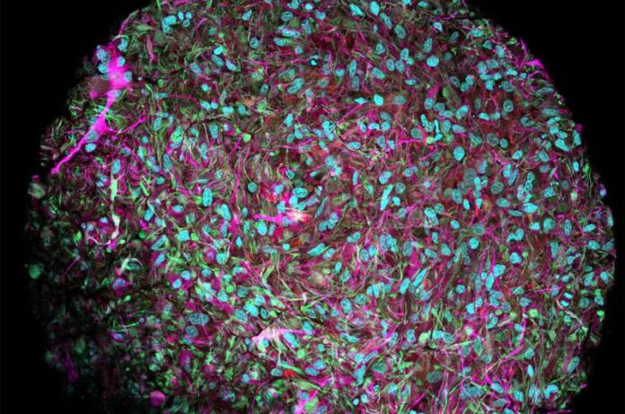 Biocomputers Become The New Frontier Of Intelligence