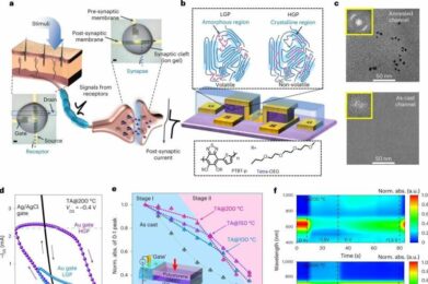 An Organic Transistor With Dual Sensing And Processing Capabilities