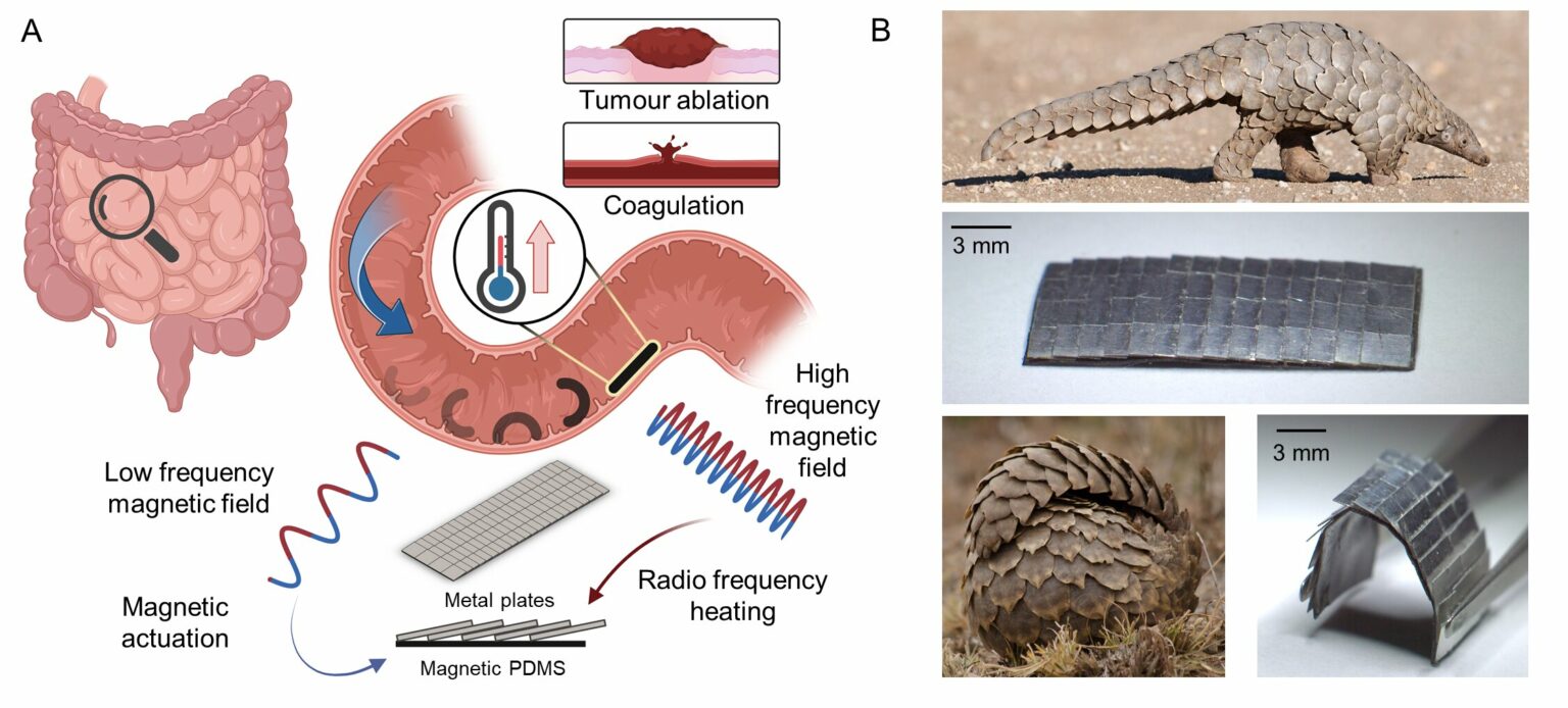 Pangolin-Inspired Magnetic Robot For Biomedical Applications