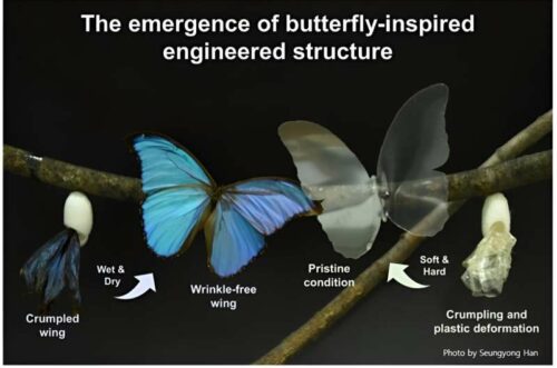 Crumple Recoverable Electronics Based On Butterfly Wings Unfolding ...