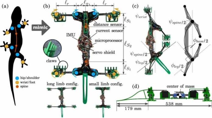 Lizard Robot Shows How Animals Move