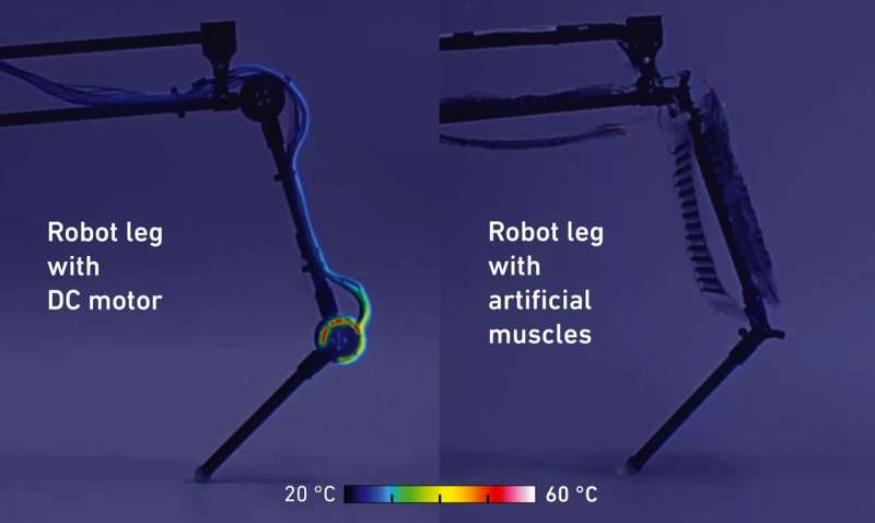 Muscle-Powered Leg Outperforms Traditional Motors