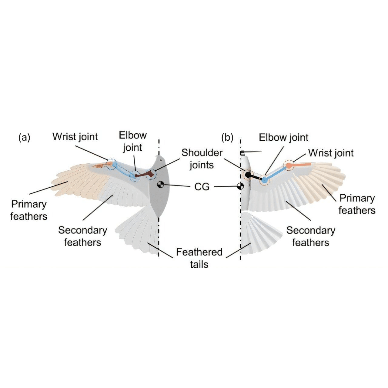 Biomimetic Drone For Aerospace Technologies