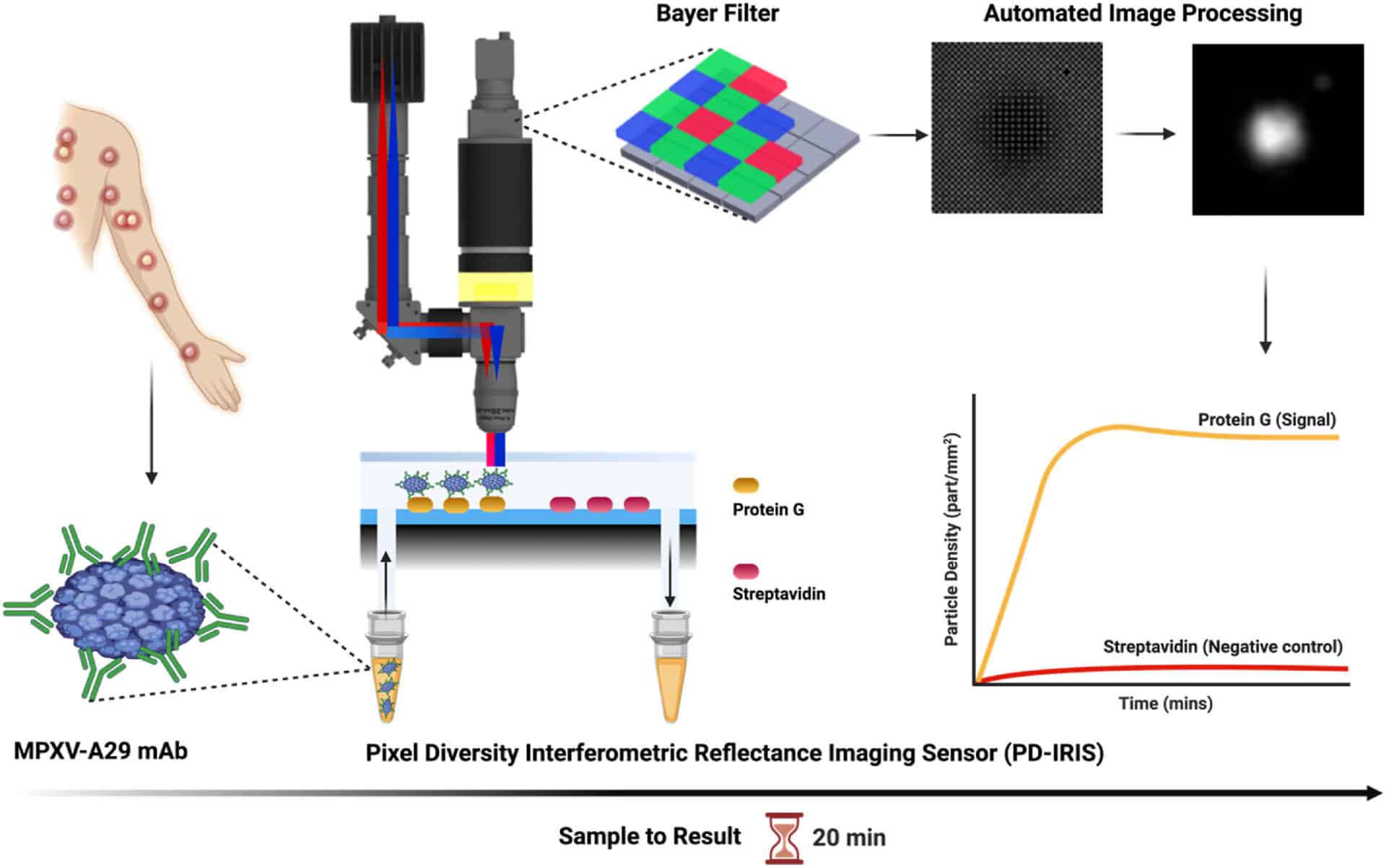 Optical Biosensor Enables Rapid Monkeypox Diagnosis