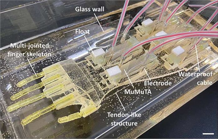 Biohybrid Hand Moves With Lab-Grown Muscles