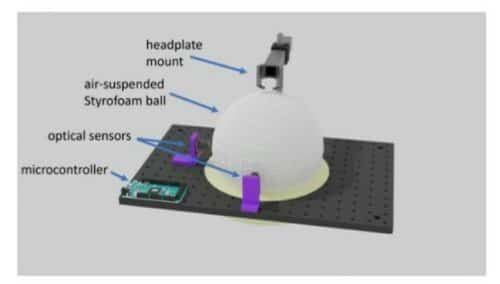When Tiny Tech Meets Tiny Creatures In The Lab | Tech Focus