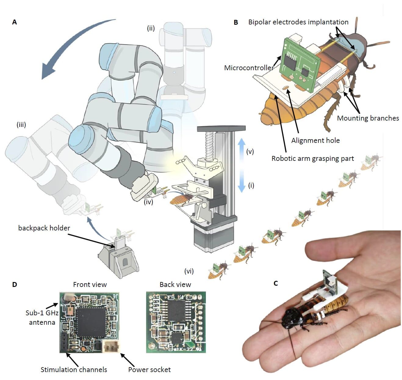 AI-Automated Assembly Line, Making Insect A Cyborg
