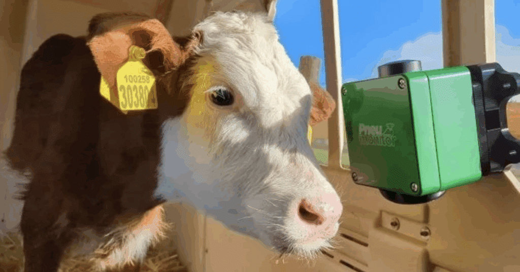 Smart Device To Protect Calves From Pneumonia - Electronics For You ...