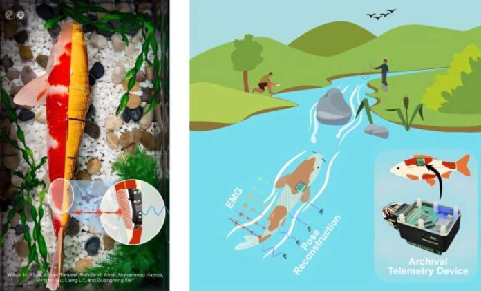 Fish Muscles Inspire Underwater Robots - Electronics For You – Official ...